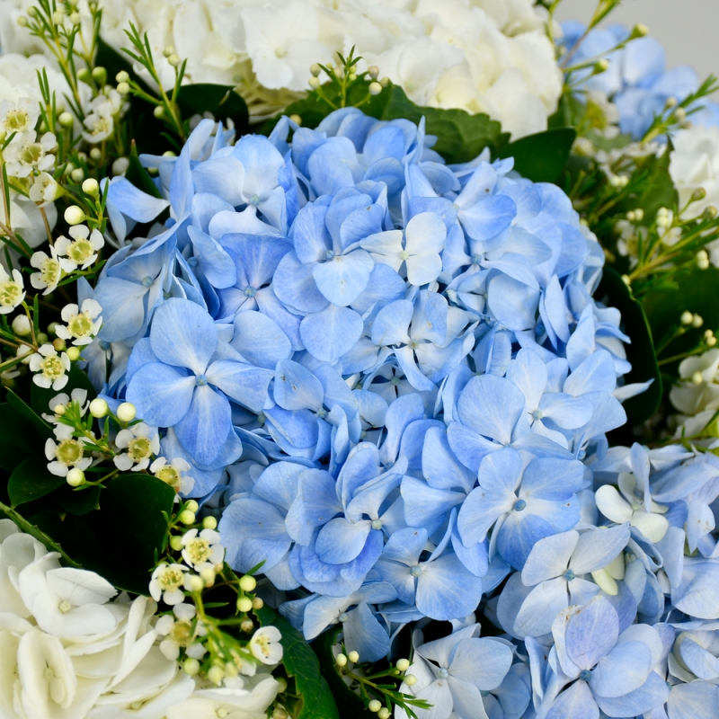 Hydrangea Delight | هيدرينجيا ديلايت | Luxury Flower Bouquet Delivery ...